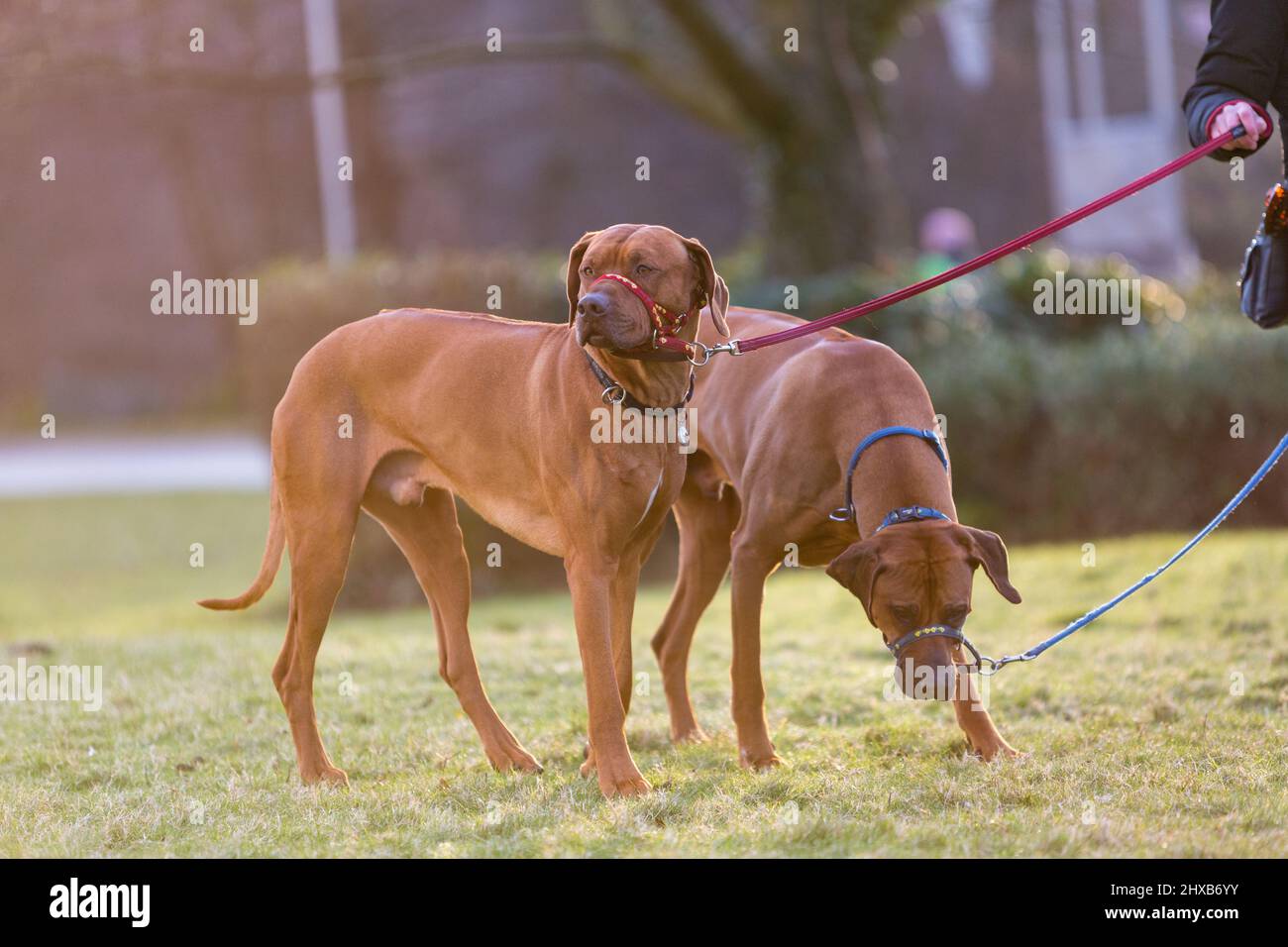 Rhodesian ridgebacks hi-res stock photography and images - Alamy