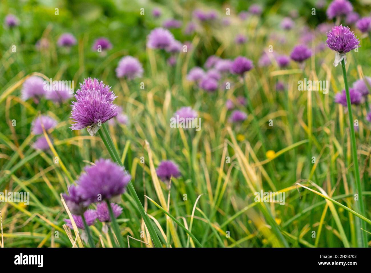 Violet alpine chive growing at the mountain meadows Stock Photo - Alamy