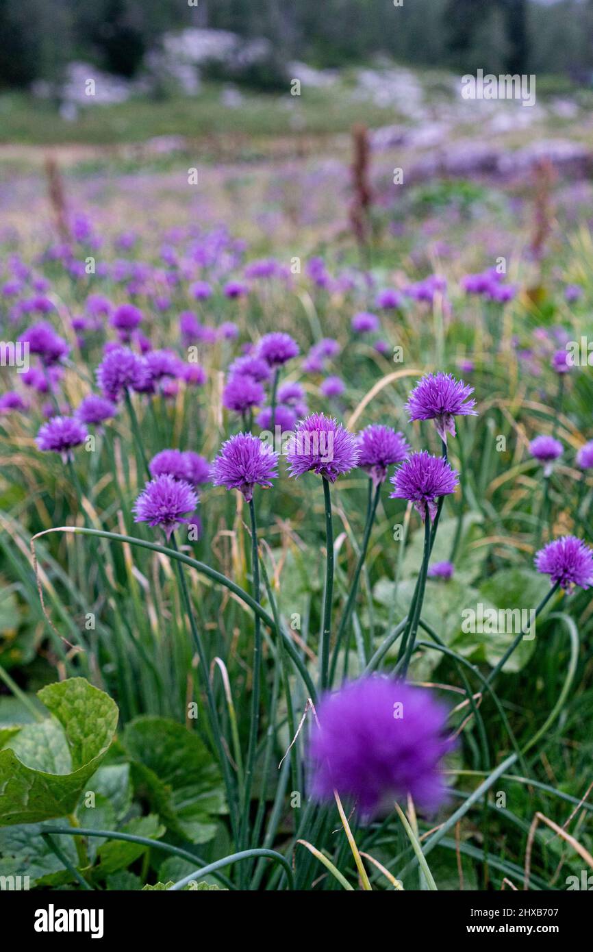 Violet alpine chive growing at the mountain meadows Stock Photo - Alamy