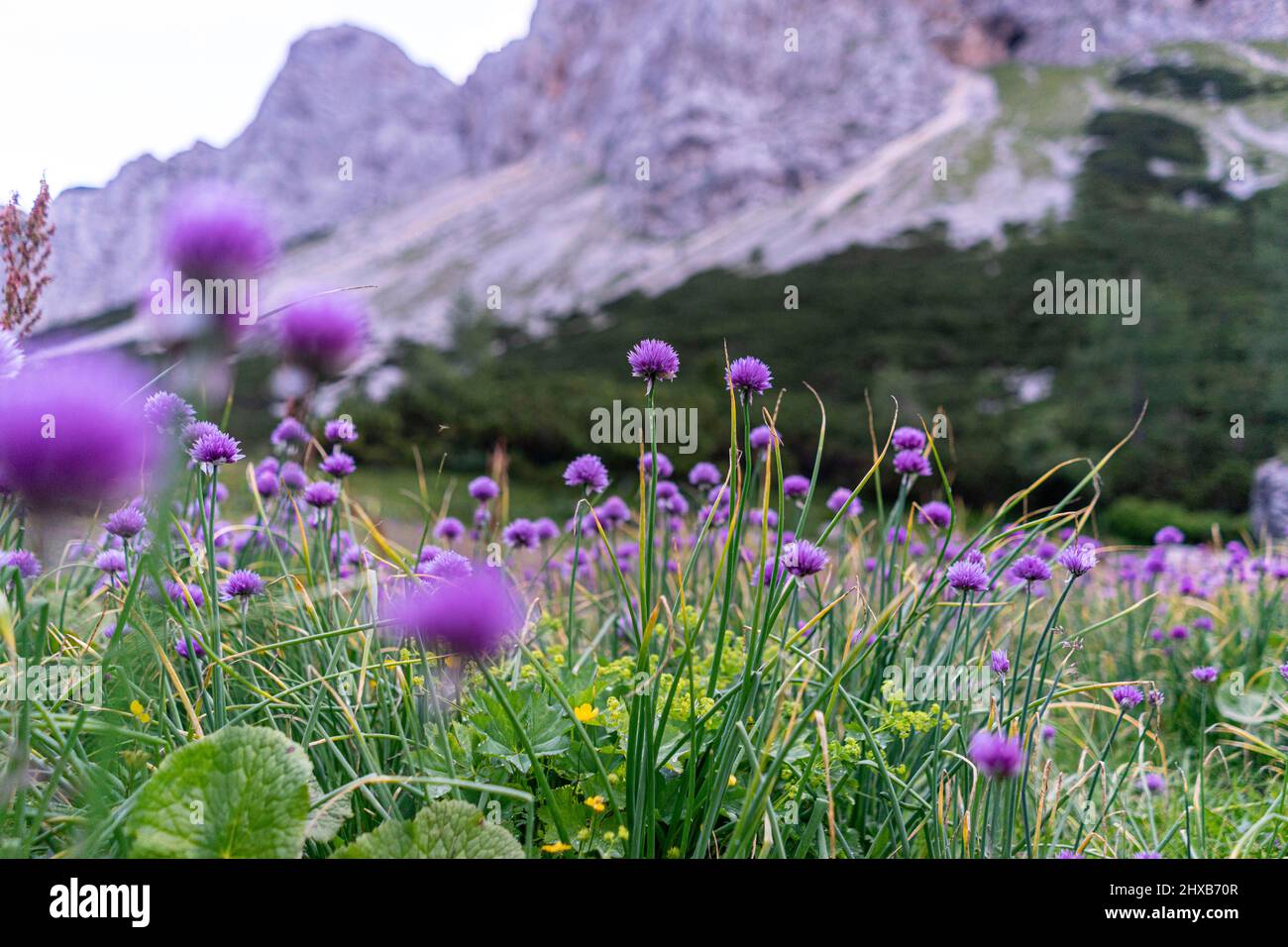 Violet alpine chive growing at the mountain meadows Stock Photo - Alamy