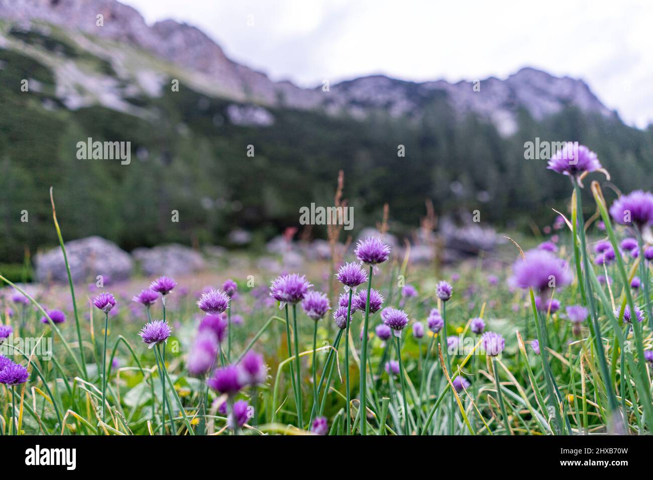 Violet alpine chive growing at the mountain meadows Stock Photo - Alamy