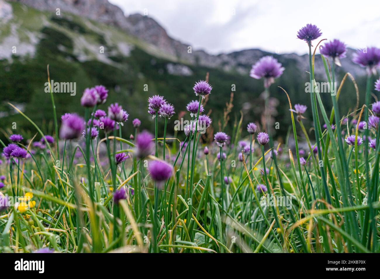 Violet alpine chive growing at the mountain meadows Stock Photo - Alamy