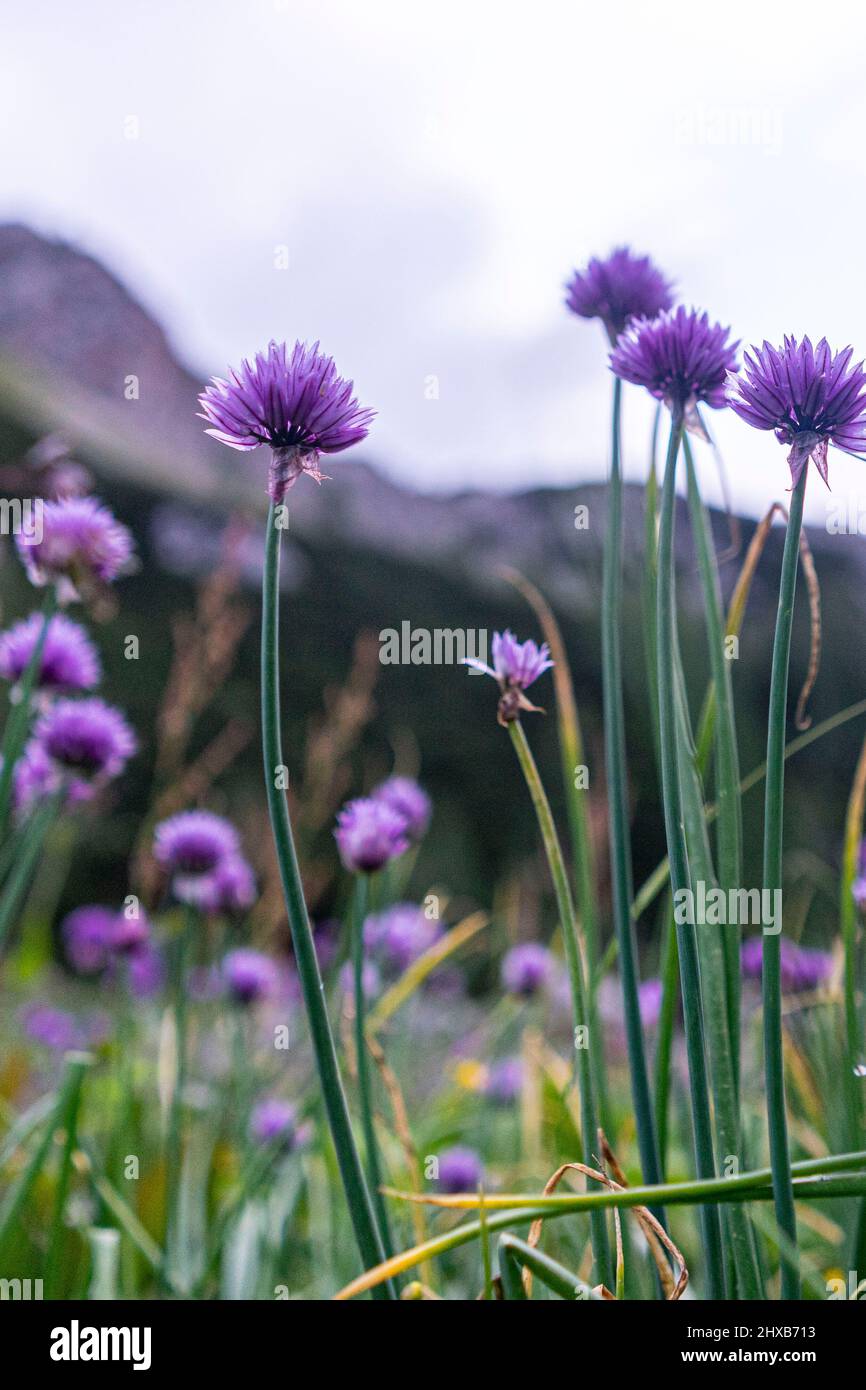 Violet alpine chive growing at the mountain meadows Stock Photo - Alamy