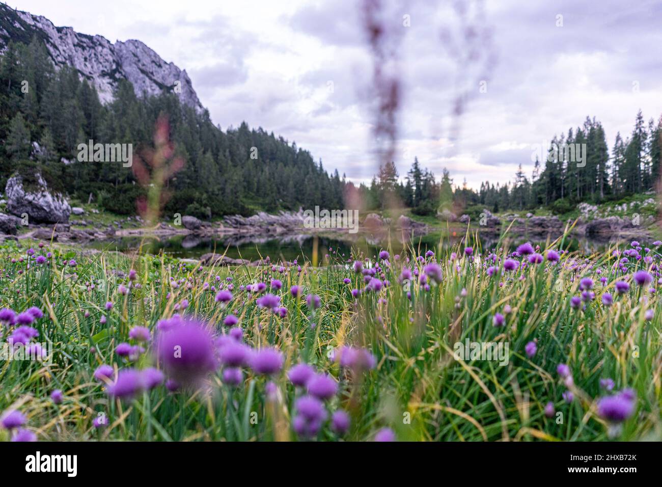 Violet alpine chive growing at the mountain meadows Stock Photo - Alamy