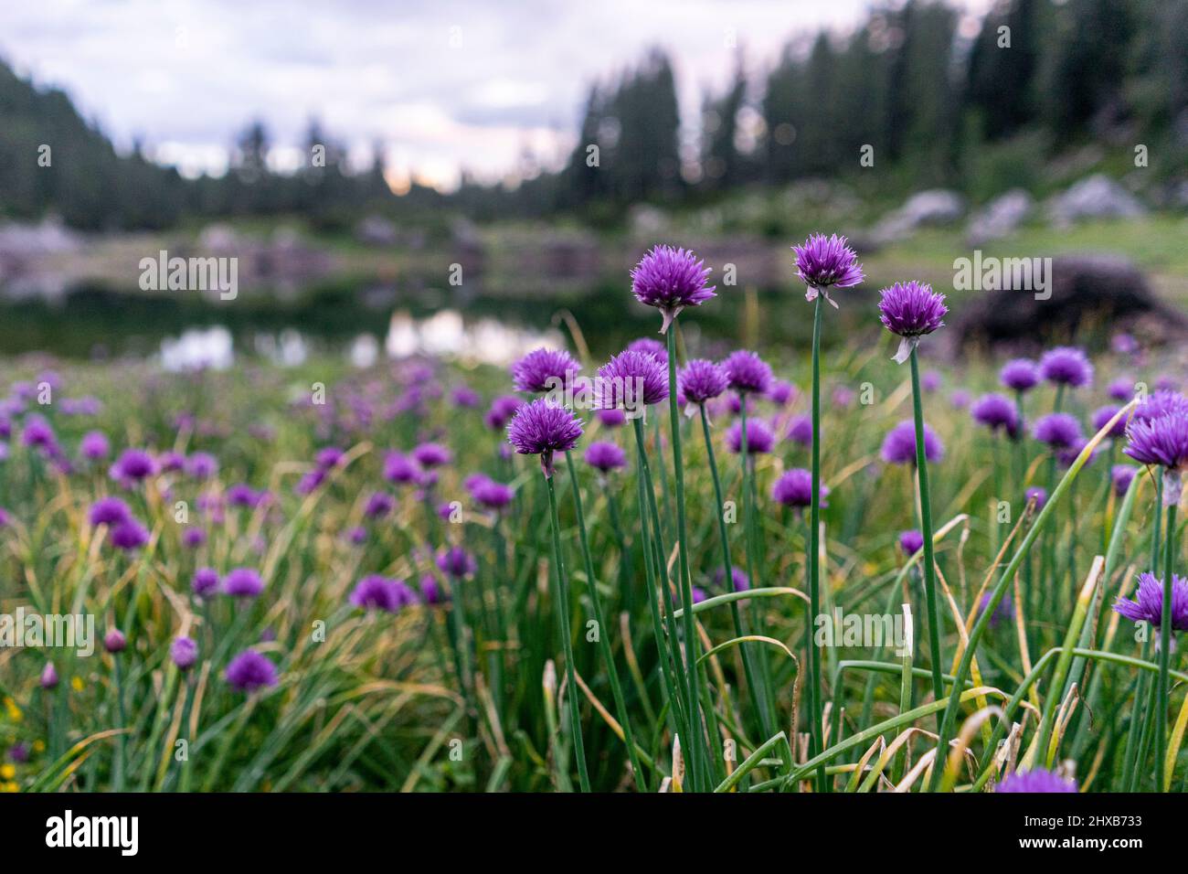 Violet alpine chive growing at the mountain meadows Stock Photo - Alamy