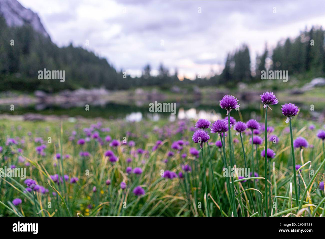 Violet alpine chive growing at the mountain meadows Stock Photo - Alamy