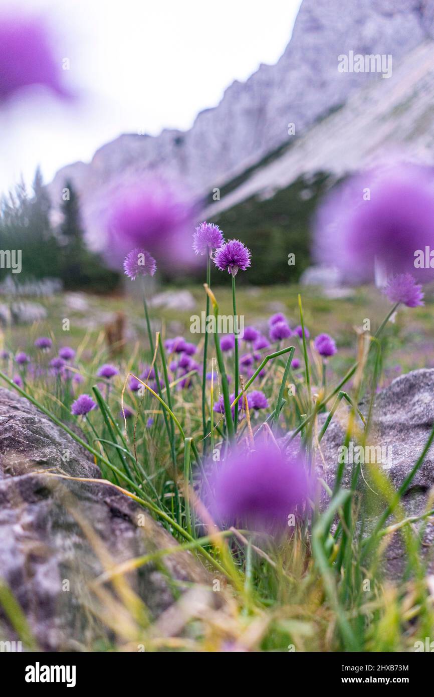 Violet alpine chive growing at the mountain meadows Stock Photo - Alamy