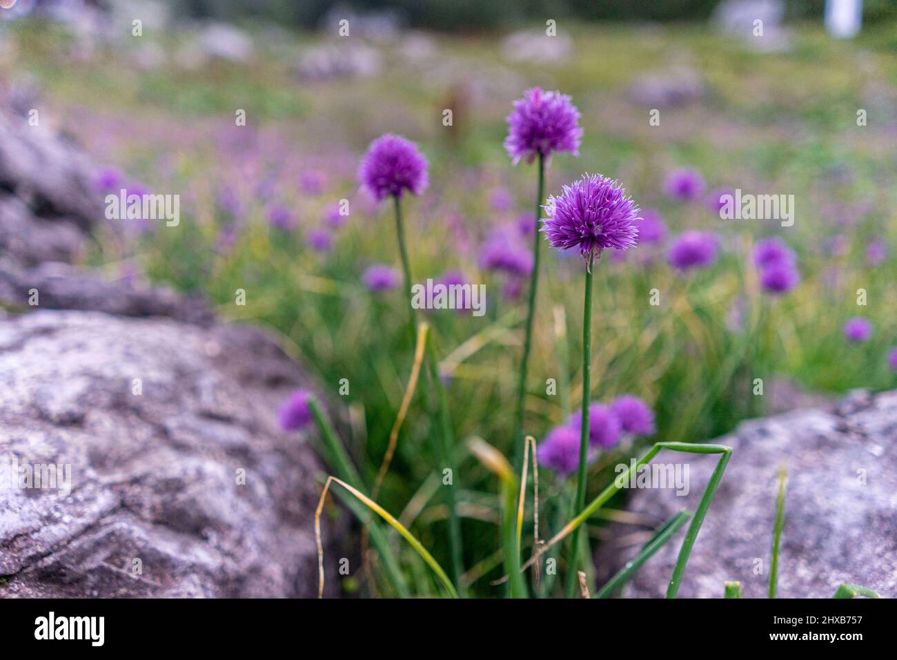 Violet alpine chive growing at the mountain meadows Stock Photo - Alamy