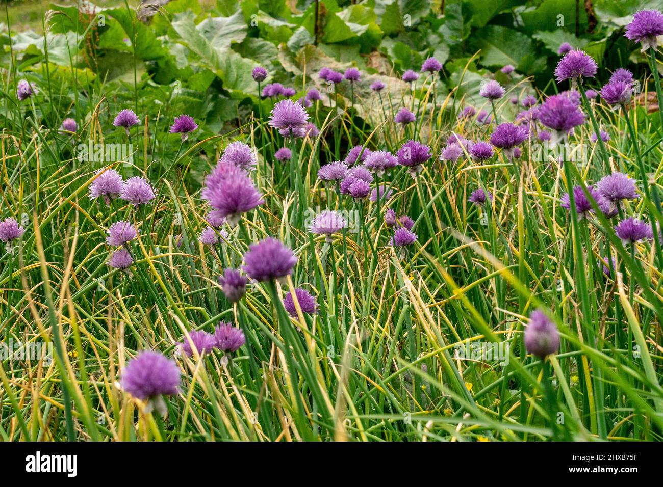 Violet alpine chive growing at the mountain meadows Stock Photo - Alamy