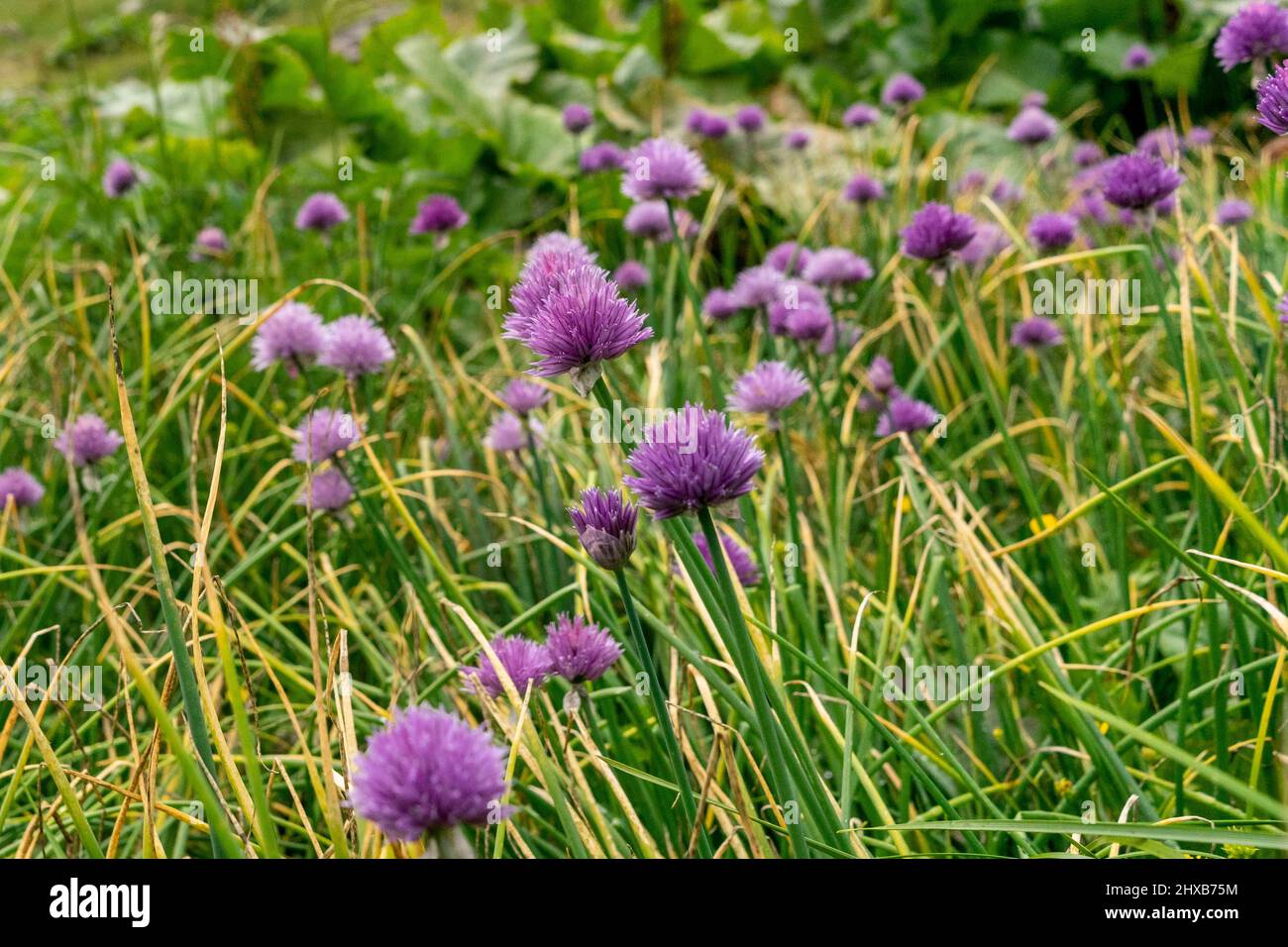Violet alpine chive growing at the mountain meadows Stock Photo - Alamy