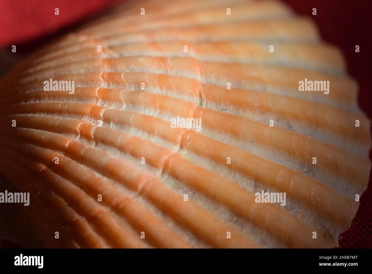 Shell ridges hi-res stock photography and images - Alamy