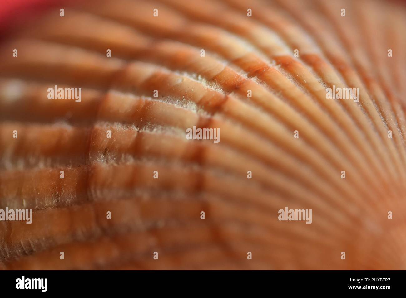 Scallop shell ridges hi-res stock photography and images - Alamy