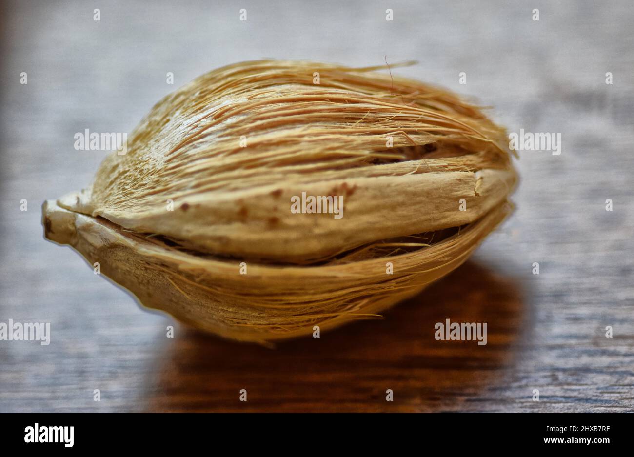Pod texture hi-res stock photography and images - Alamy