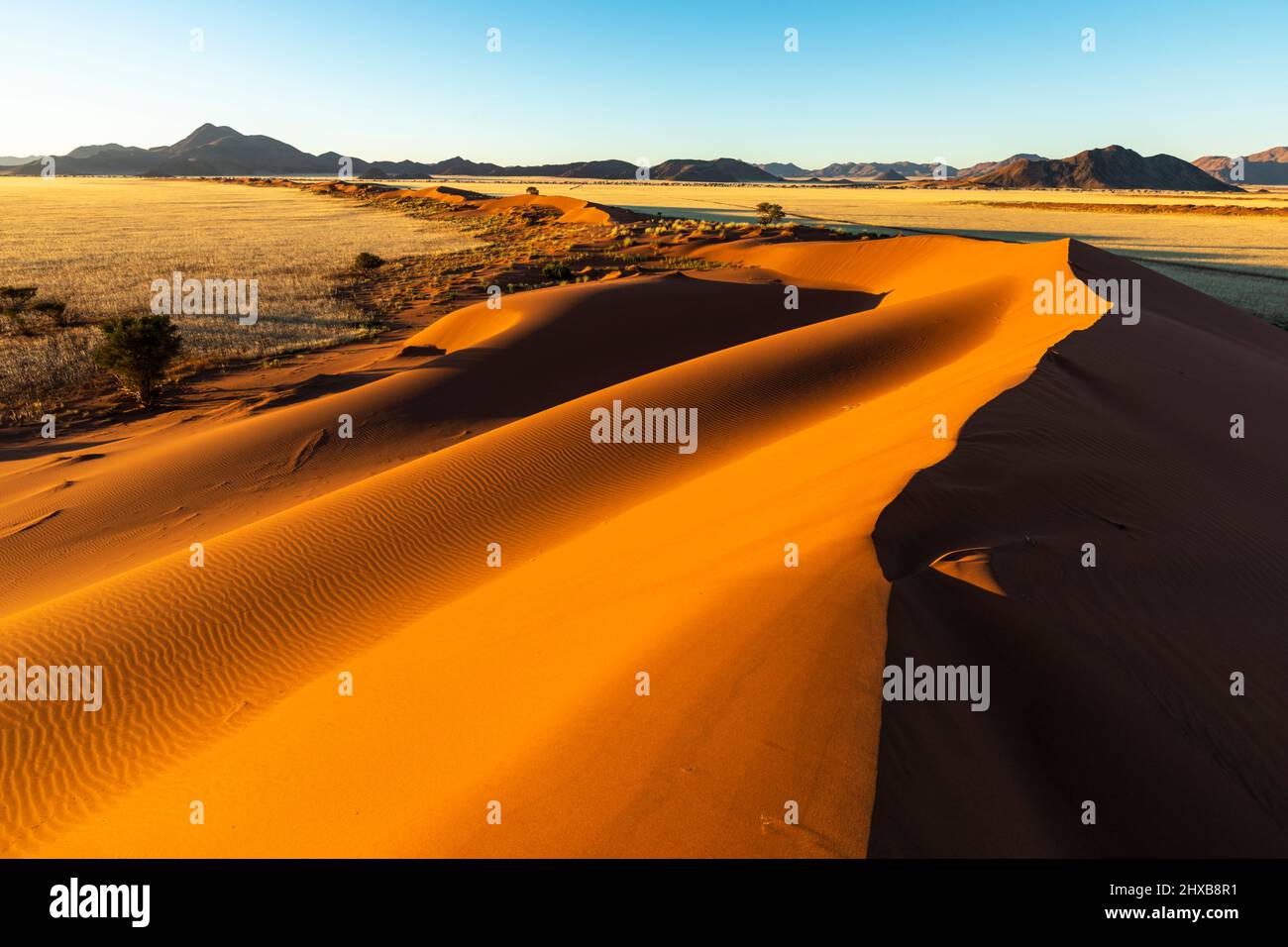 Morning sun color the sand gold on the dune Namib Desert Namibia Stock ...