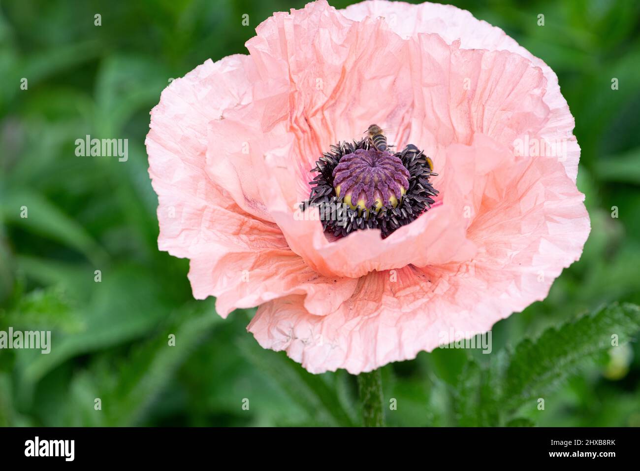 pink Poppy blossom, Papaver Orientale Stock Photo - Alamy