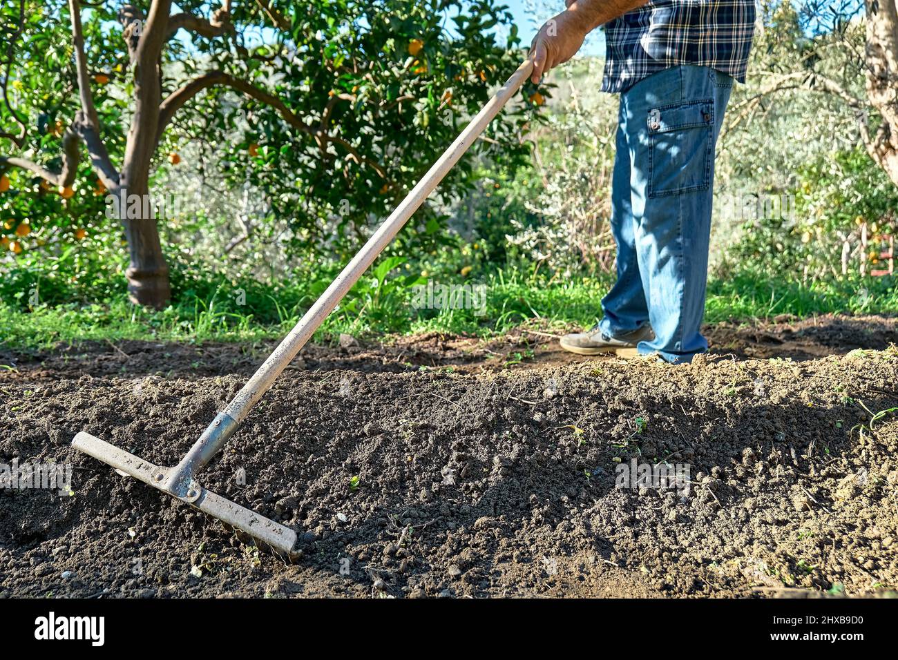 Gardener prepare the soil for spring planting. Man makes the furrows ...