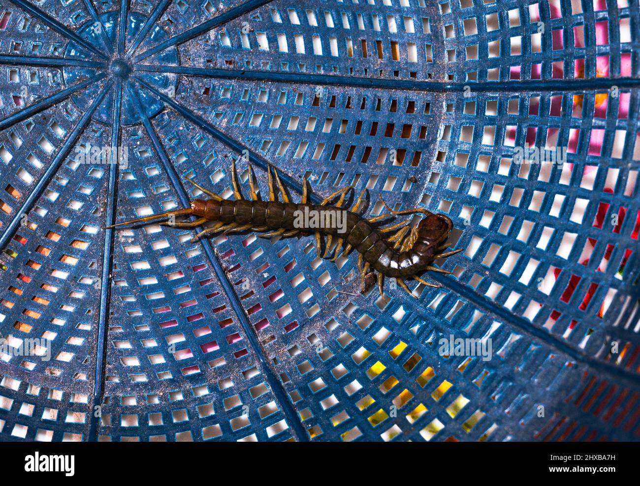 Tehatta, India. 09th Mar, 2022. Centipedes are elongated metameric ...