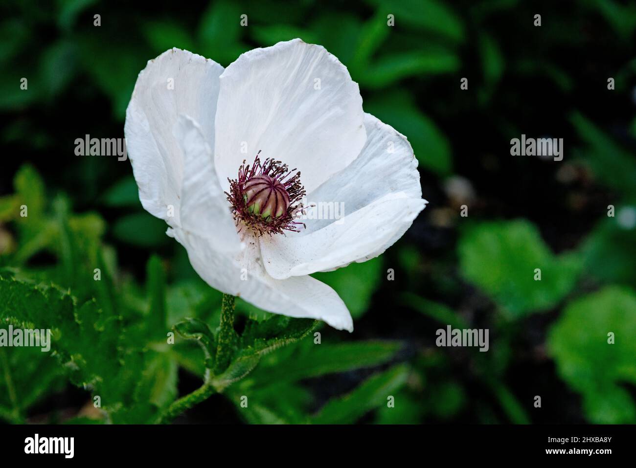 White oriental poppy papaver orientale hi-res stock photography and ...