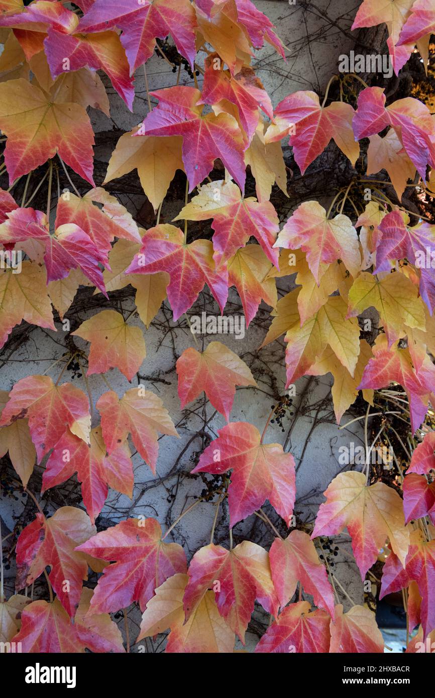 detail of autumn coloured Boston ivy leaves on wall Stock Photo - Alamy