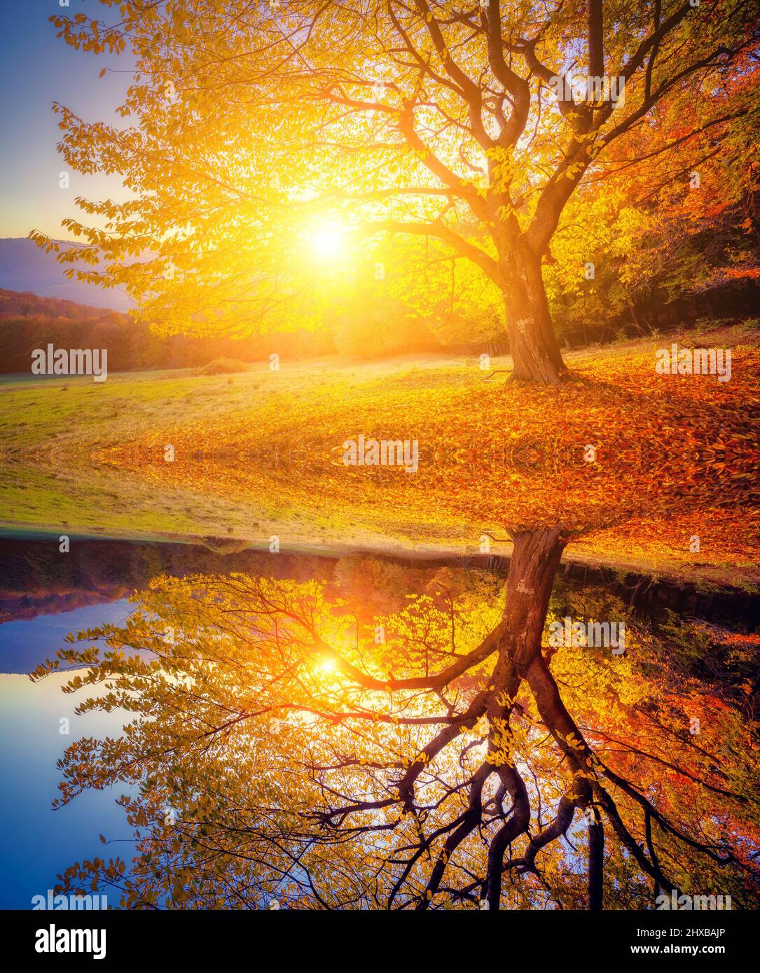 Majestic beech tree on a hill. Dramatic morning scene. Red and yellow ...