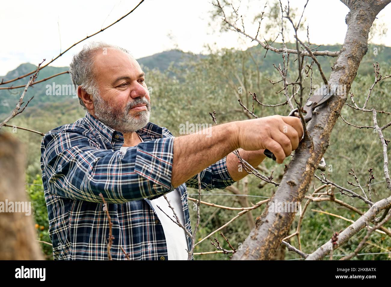 Seasonal pruning of trees. Mature bearded gardener pruning fruit trees ...