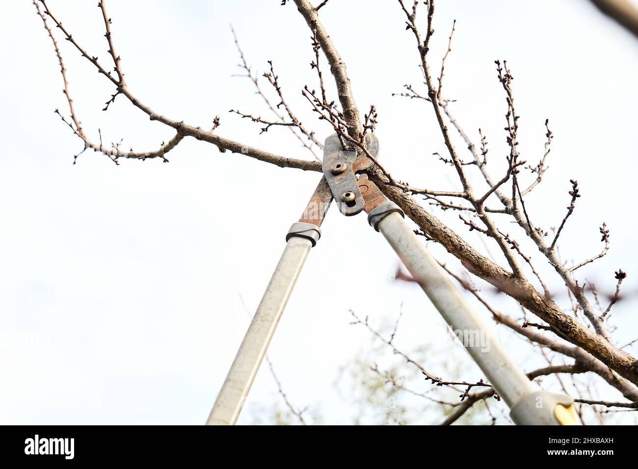 Seasonal pruning of fruit trees with long shears in the orchard.Taking ...