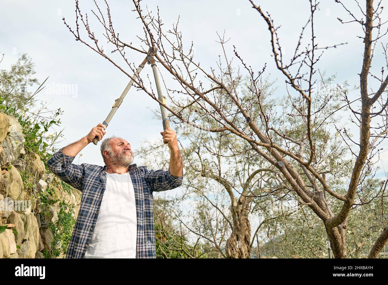 Seasonal pruning of trees. Mature bearded gardener pruning fruit trees ...