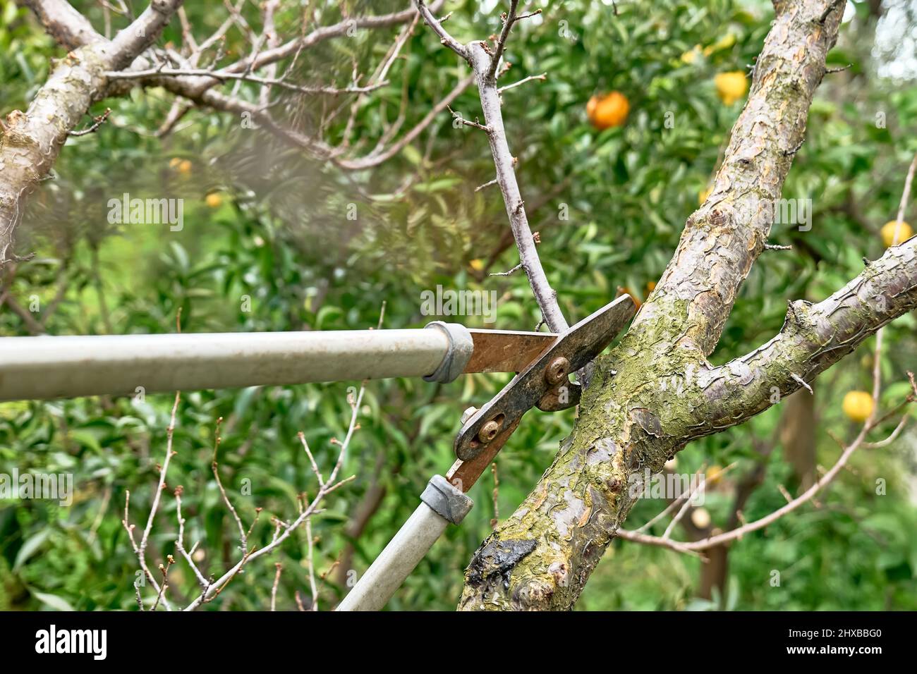 Seasonal pruning of fruit trees with long shears in the orchard.Taking ...
