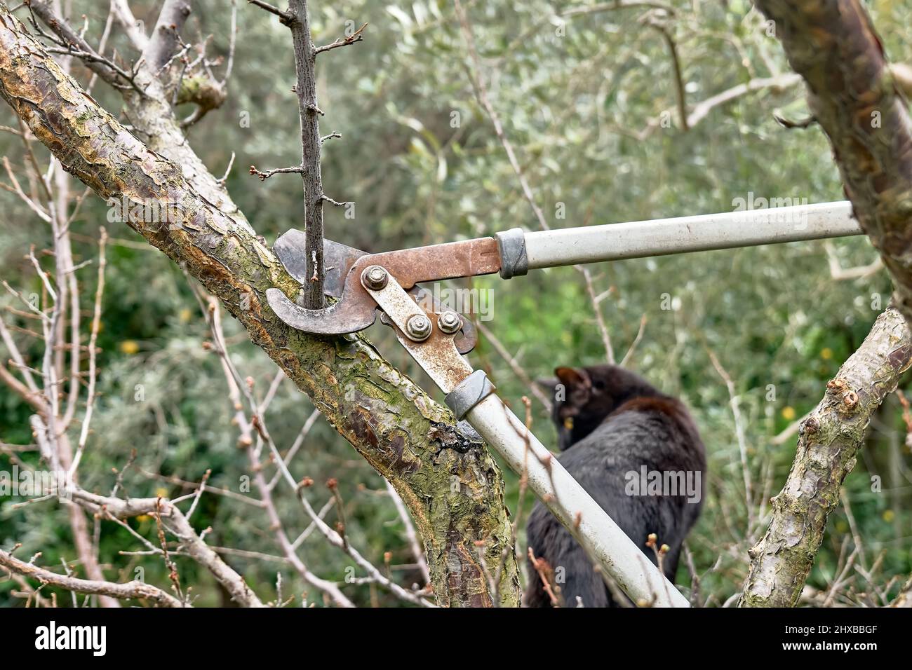 Seasonal pruning of fruit trees with long shears in the orchard.Taking ...