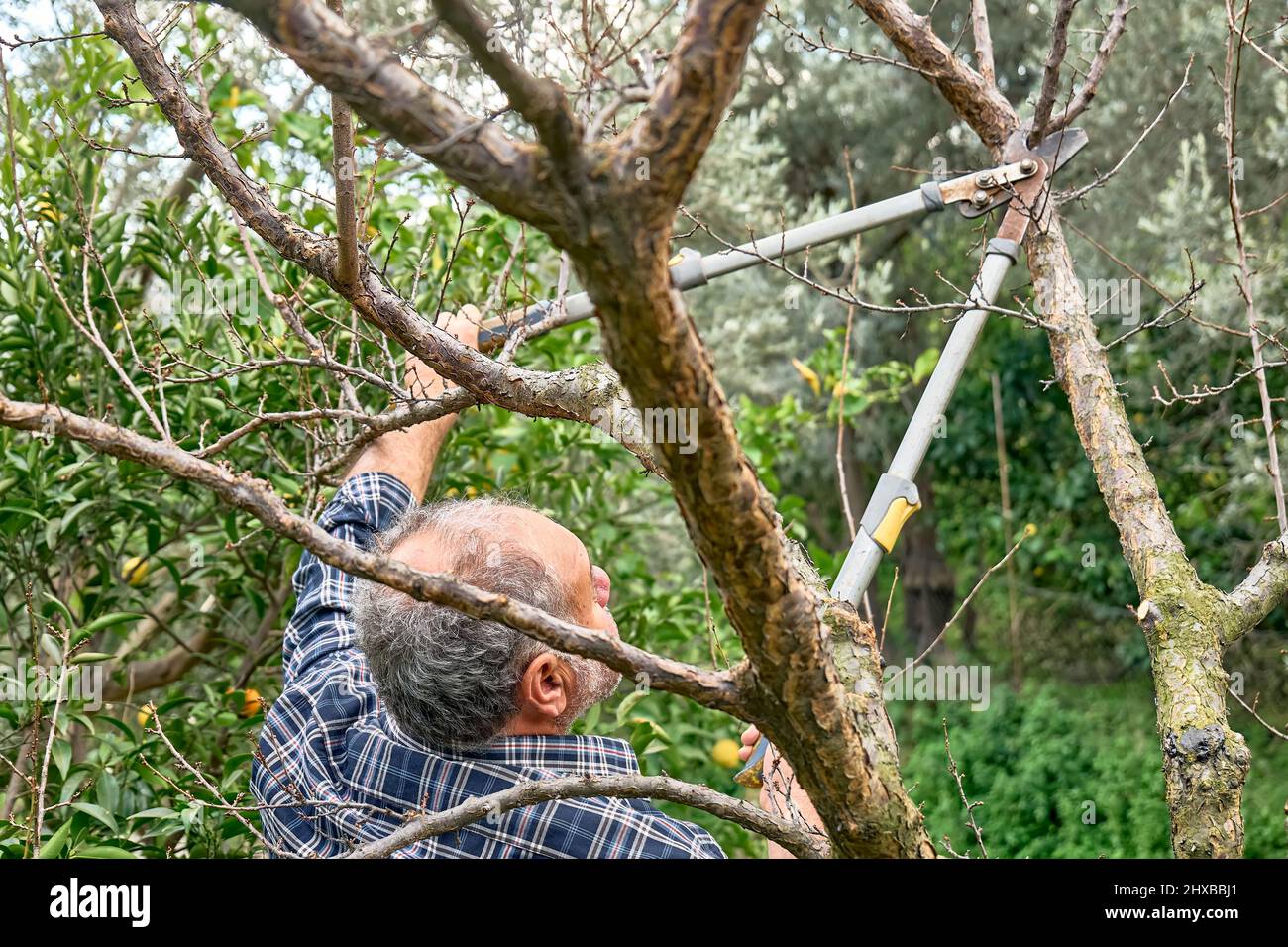 Seasonal pruning of trees. Mature bearded gardener pruning fruit trees ...