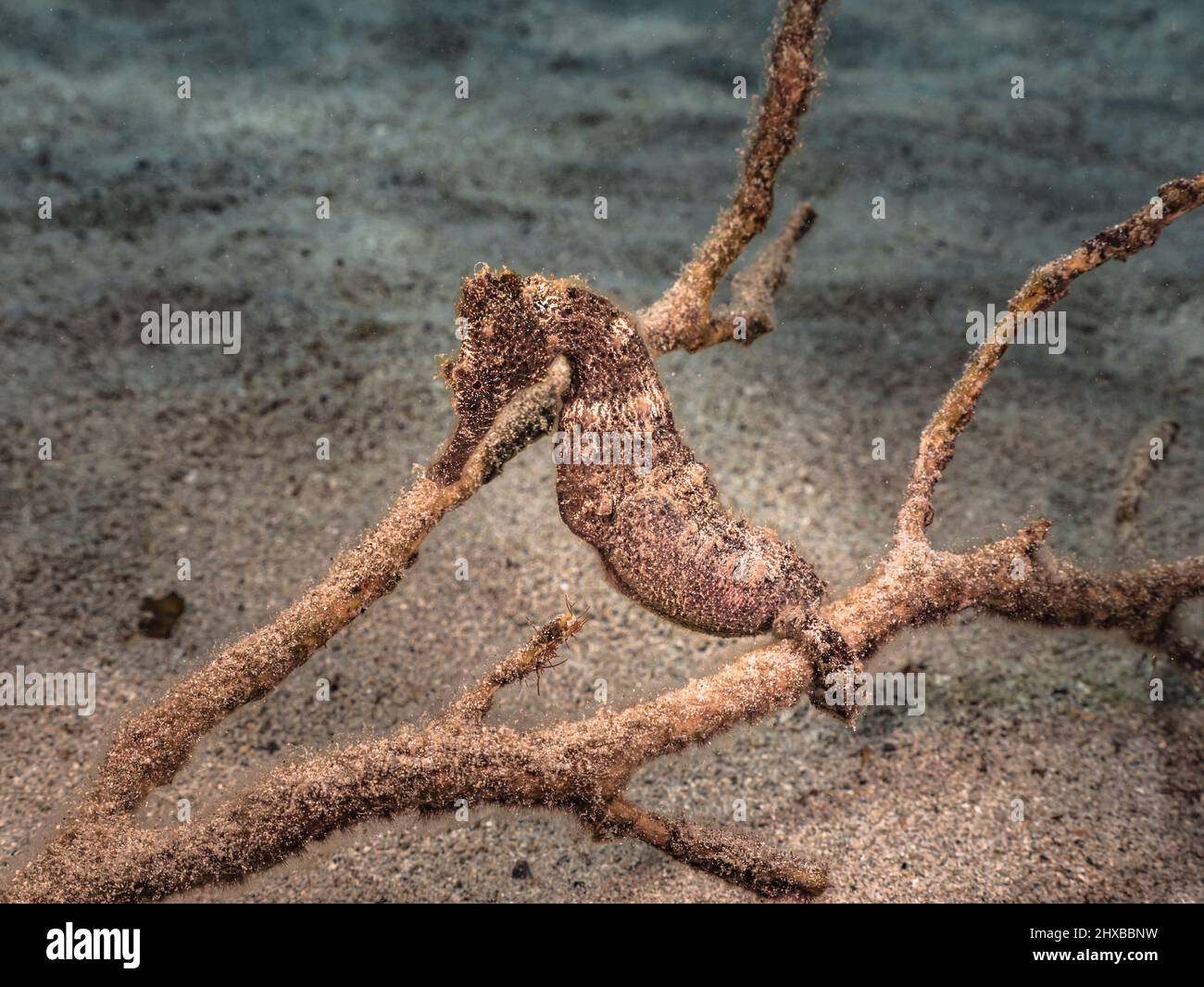 Seascape with Seahorse in the coral reef of Caribbean Sea, Curacao ...