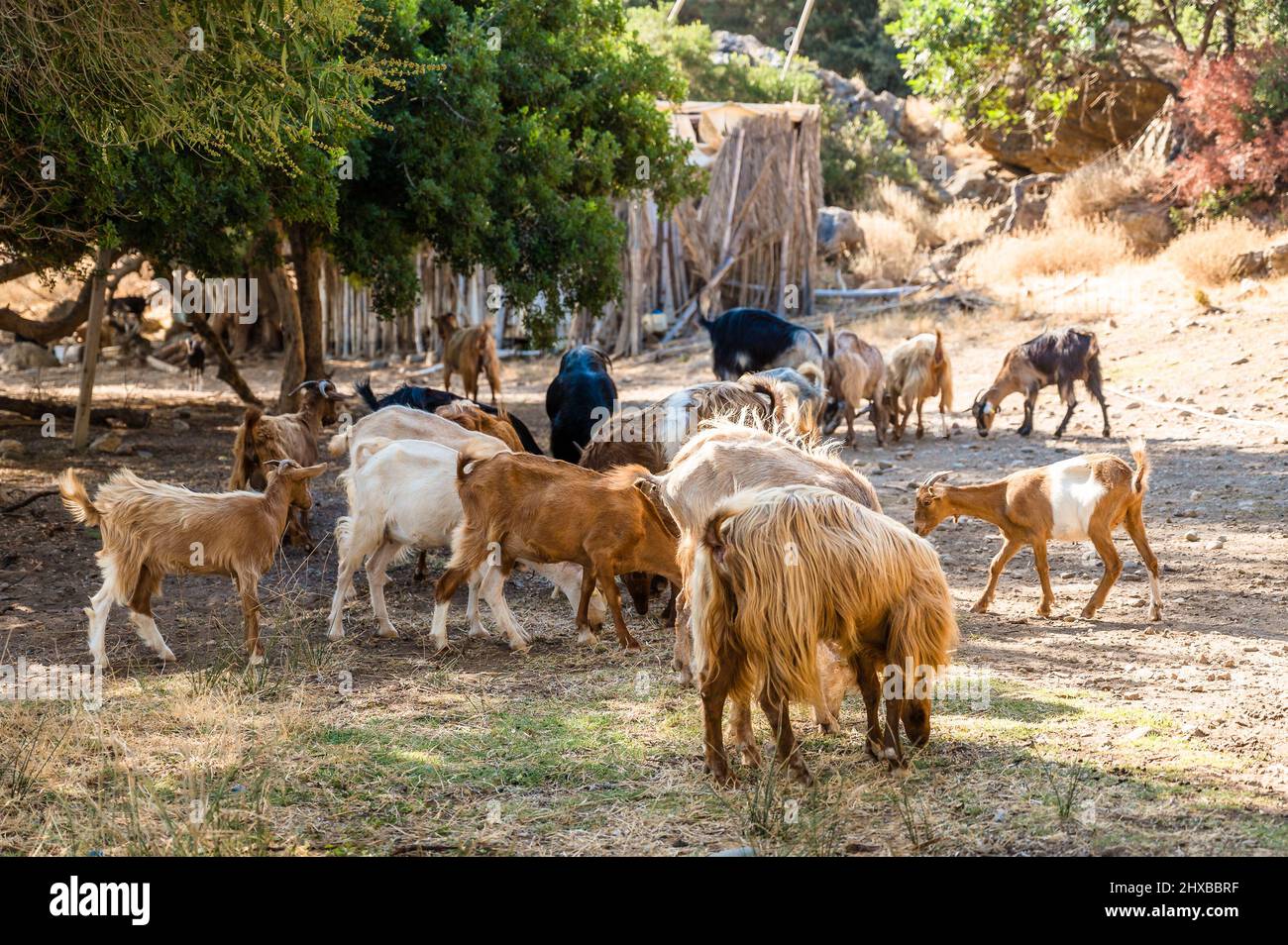 Free range goats hi-res stock photography and images - Alamy