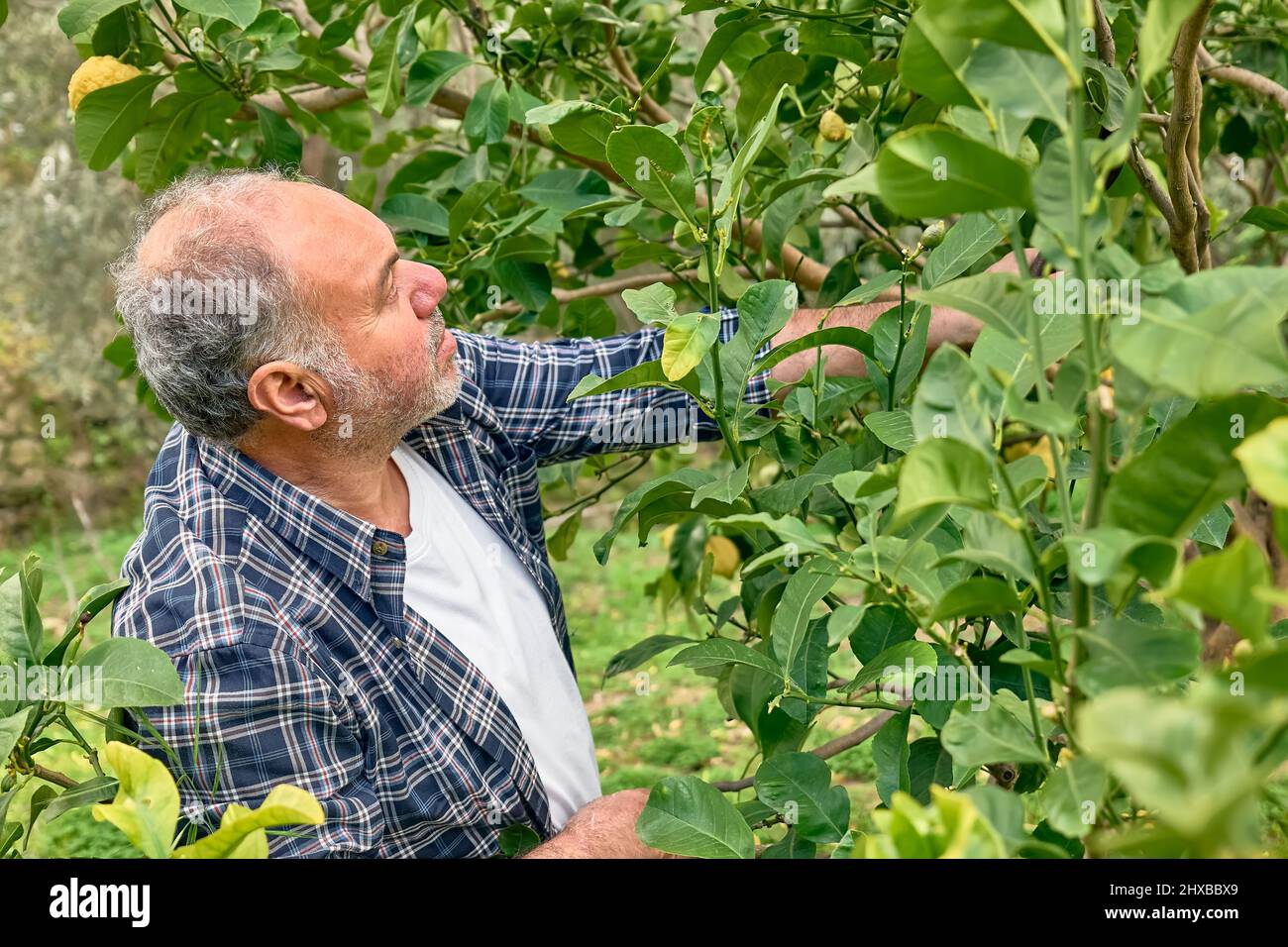 Seasonal pruning of trees. Mature bearded gardener pruning lemon tree ...