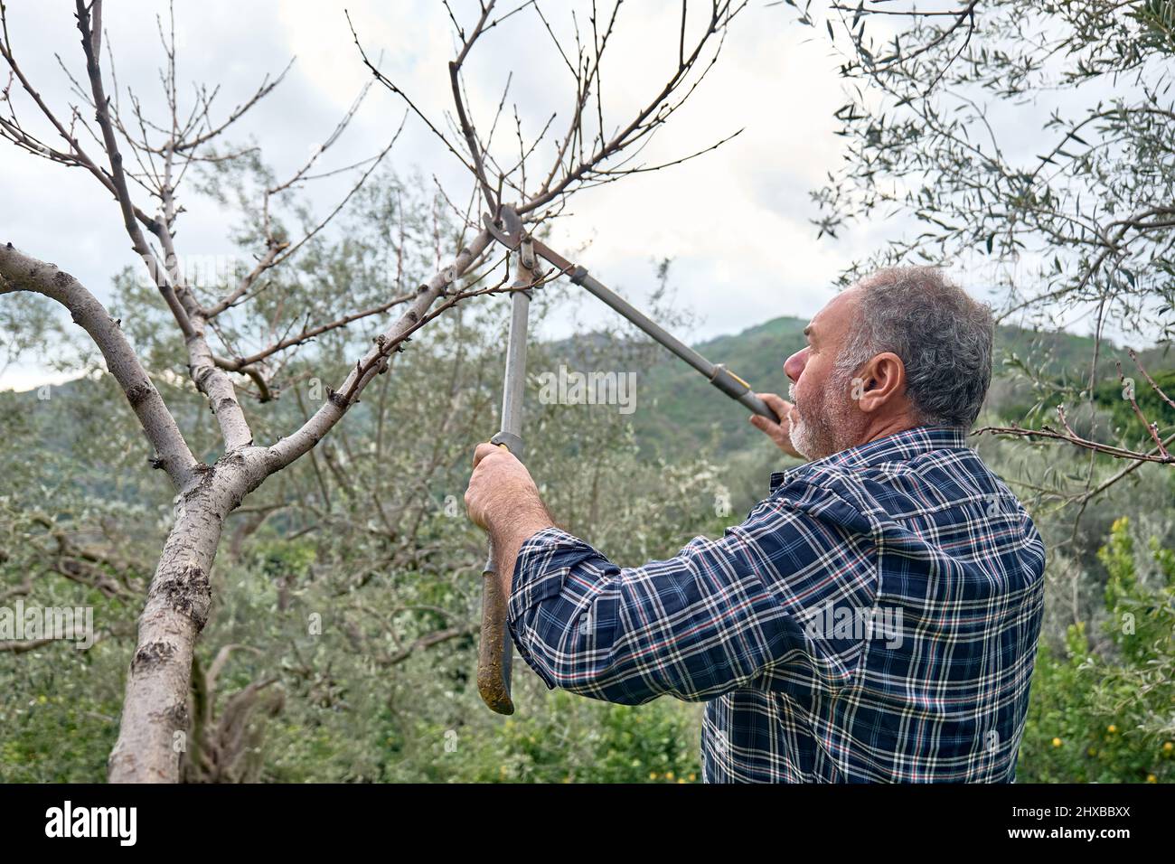 Seasonal pruning of trees. Mature bearded gardener pruning fruit trees ...
