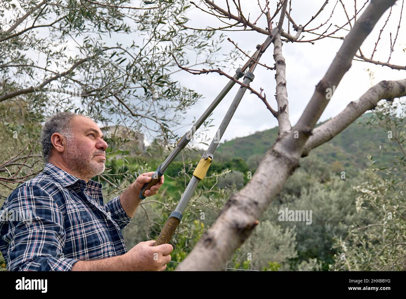 Seasonal pruning of trees. Mature bearded gardener pruning fruit trees ...