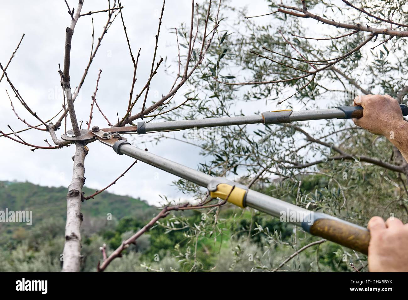 Seasonal pruning of fruit trees with long shears in the orchard.Taking ...