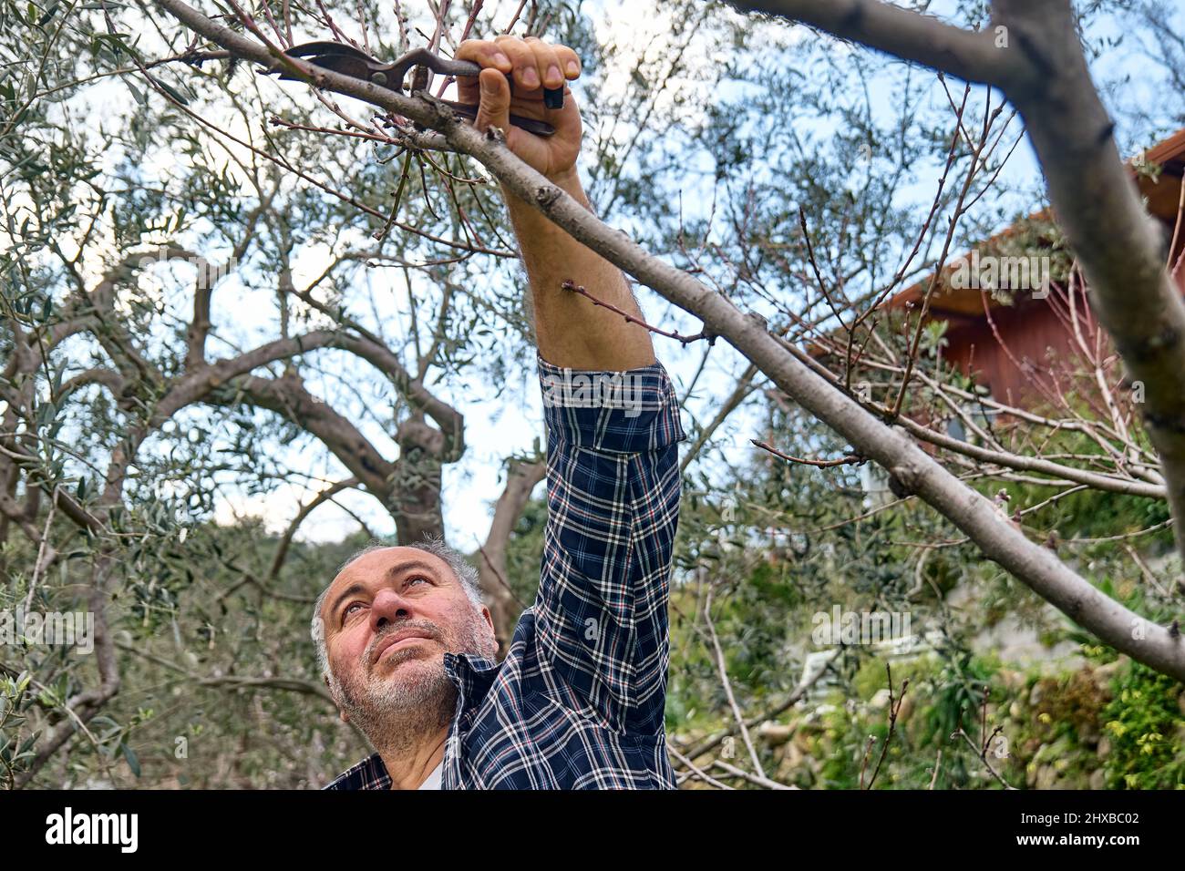 Seasonal pruning of trees. Mature bearded gardener pruning trees with ...