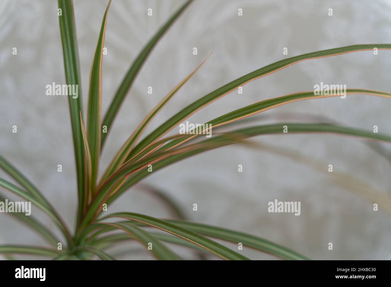 Dracaena marginata bicolor Dragon tree, Marginate Dracaena Stock Photo ...