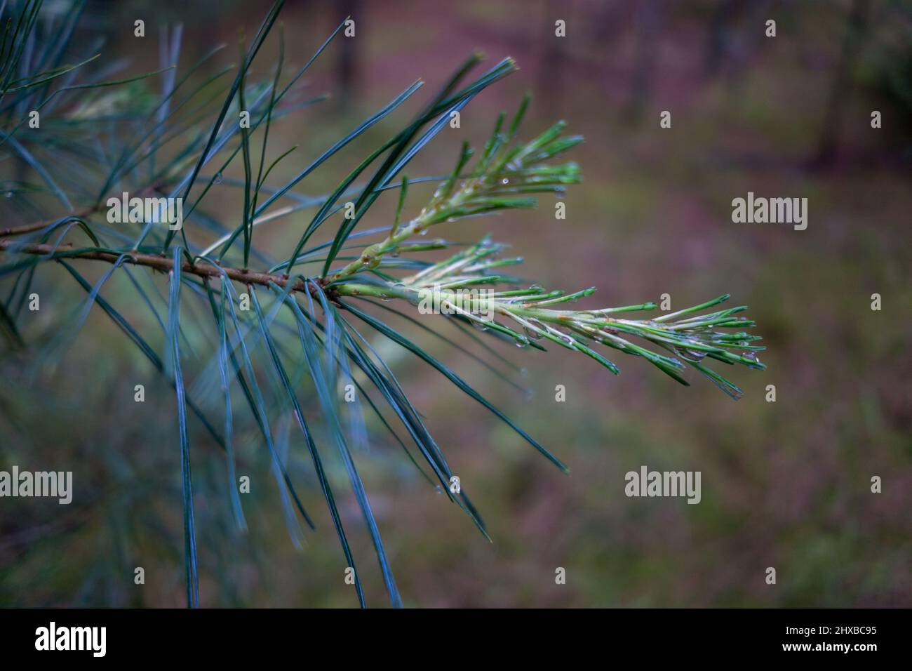Pine needle tree branch Stock Photo - Alamy