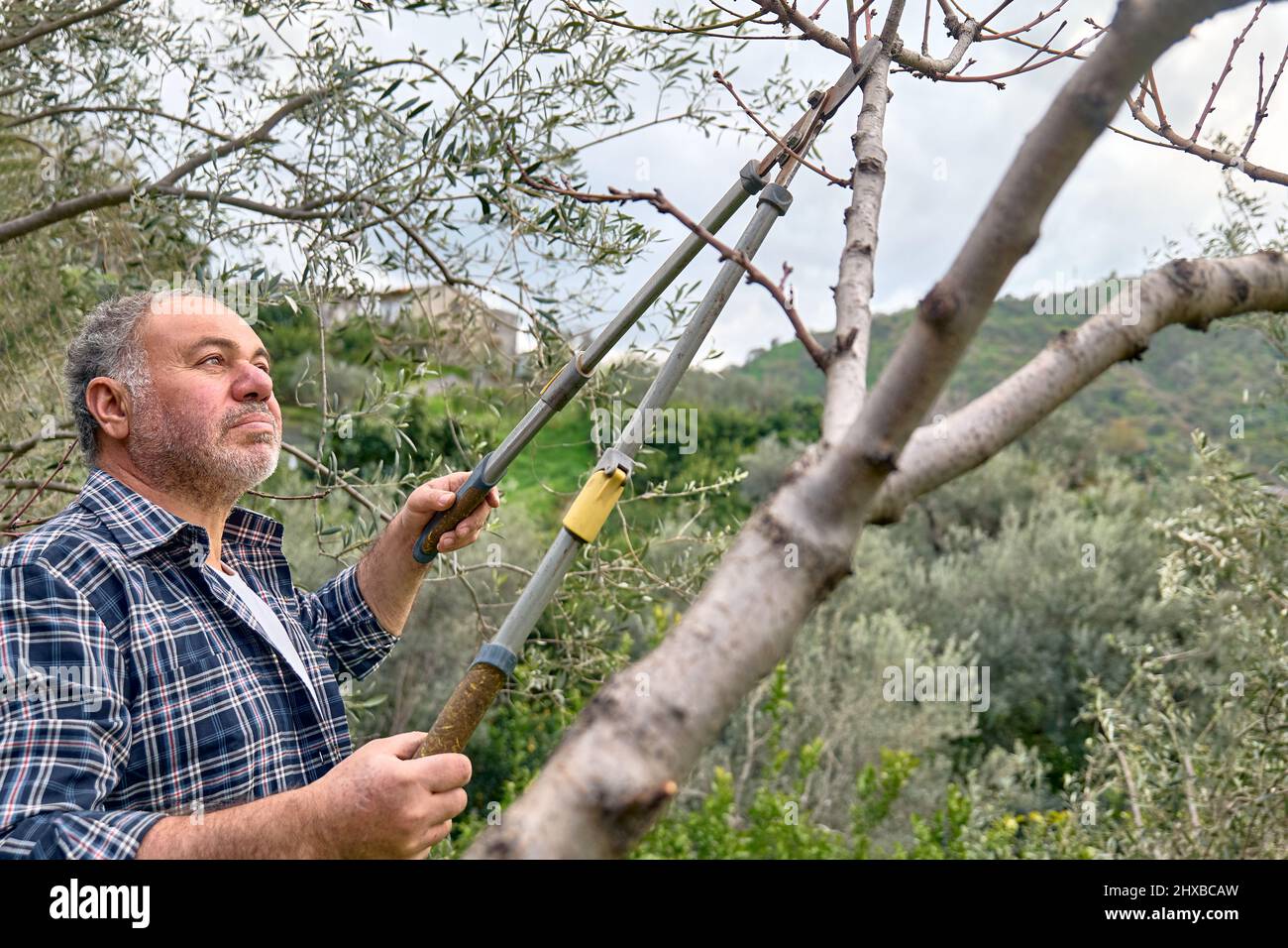 Seasonal pruning of trees. Mature bearded gardener pruning fruit trees ...