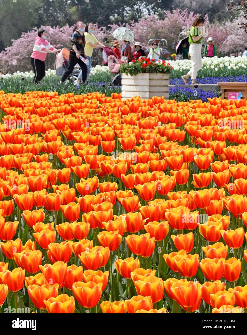 Sichuan, China's Sichuan Province. 10th Mar, 2022. People view blooming ...