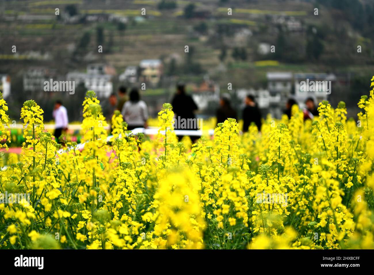 Tongzi flowers hi-res stock photography and images - Alamy