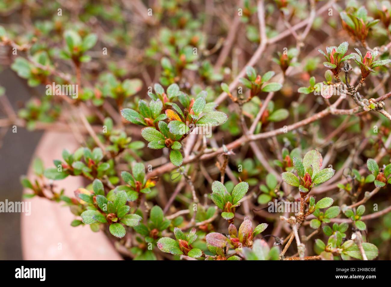 Azalea plant leaves and early buds, England, United Kingdom Stock Photo ...