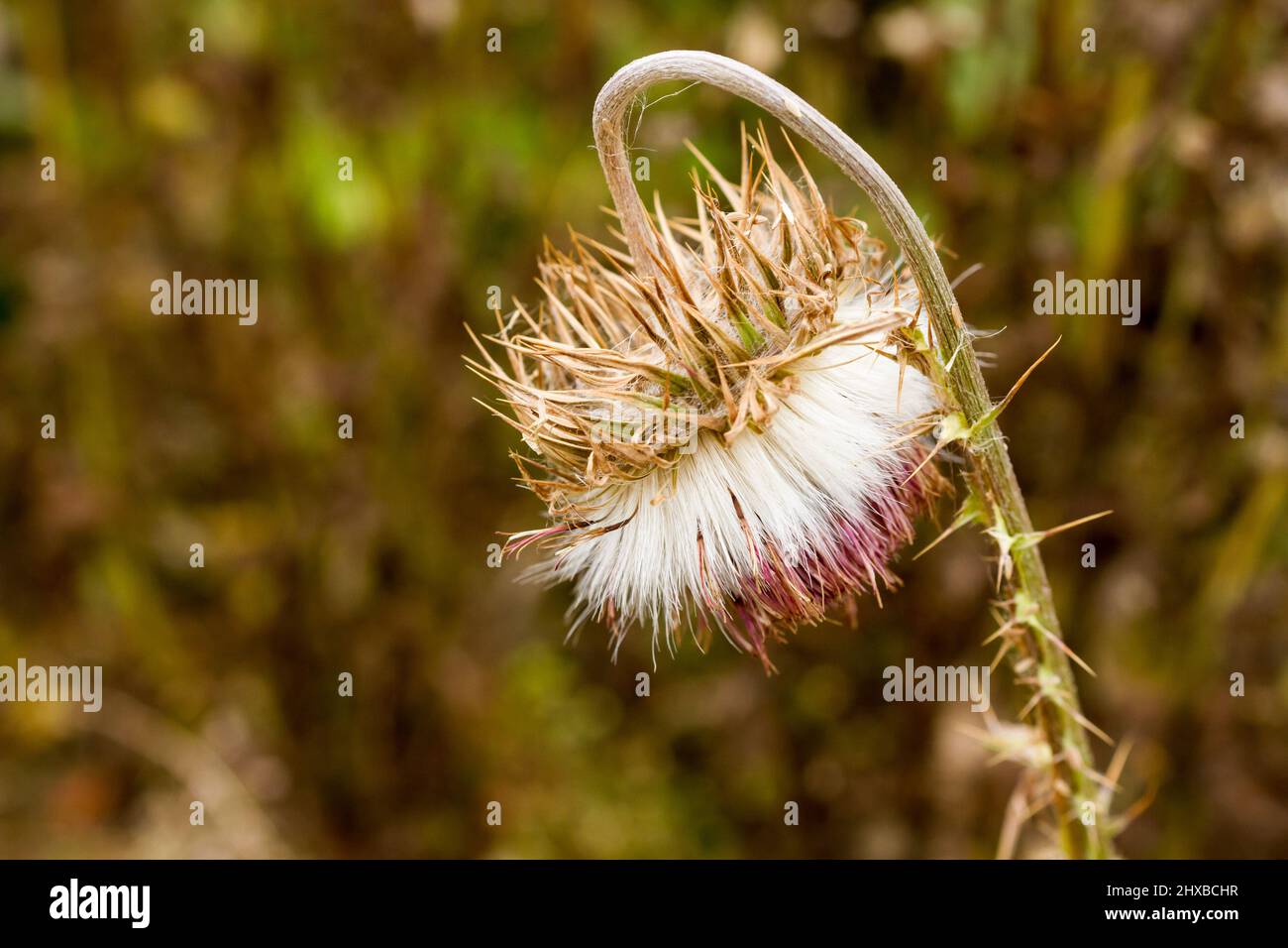 Dried thistle flower hi-res stock photography and images - Alamy