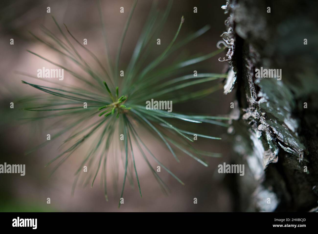 Wispy plant hi-res stock photography and images - Alamy