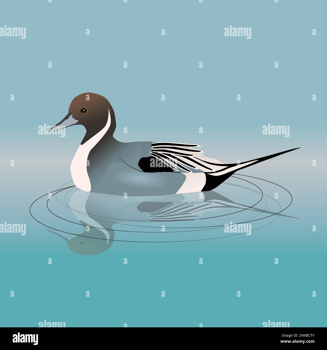Pintails swimming Stock Vector Images - Alamy