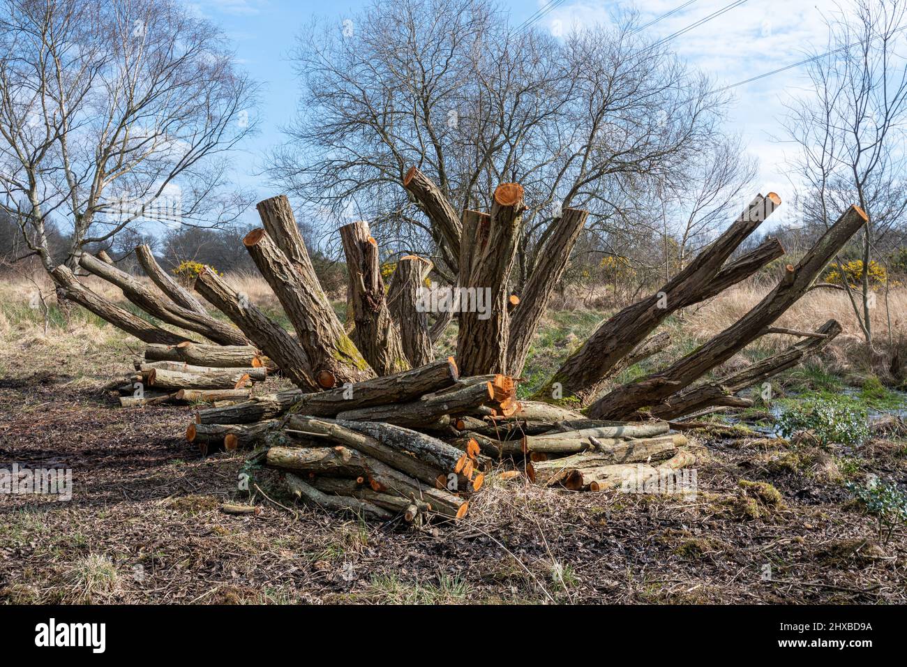 Pollard willow tree hi-res stock photography and images - Alamy