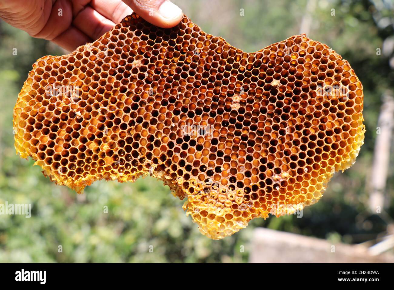 Organic wild honeycomb held in hand on natural light with a view of its ...