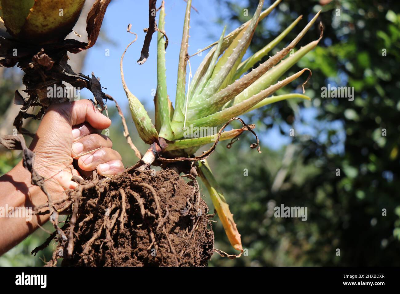 The root system of an Aloe vera plant after being pulled from a garden ...