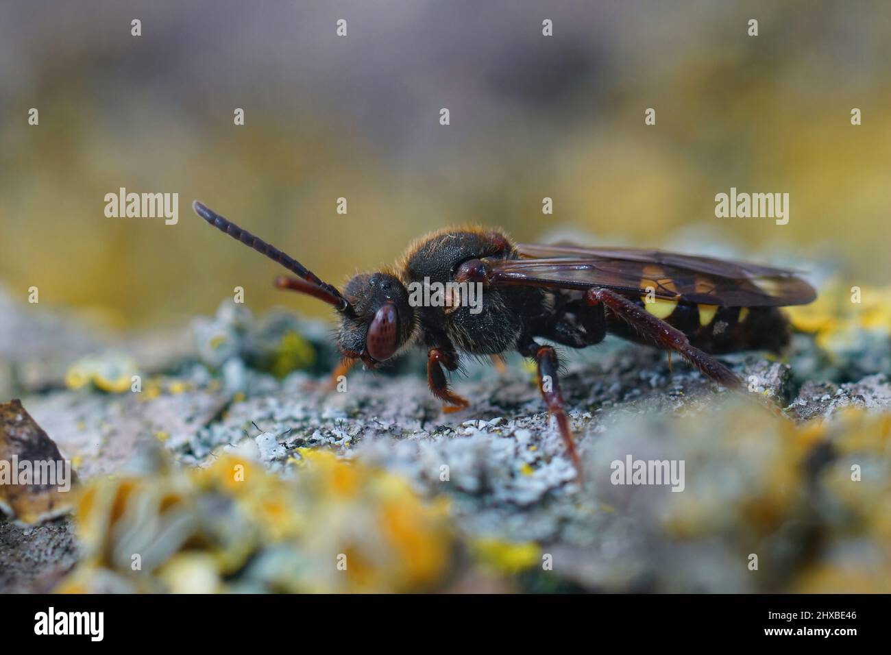 Detailed closeup on a red-eyed female Early nomad cuckoo bee, Nomada ...